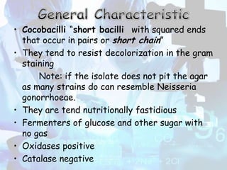 Hacek report iin bacte | PPTX