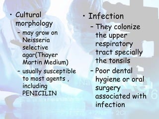 Hacek report iin bacte | PPTX