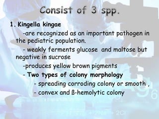 Hacek report iin bacte | PPTX