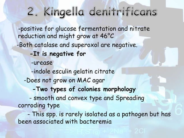 Hacek report iin bacte | PPTX
