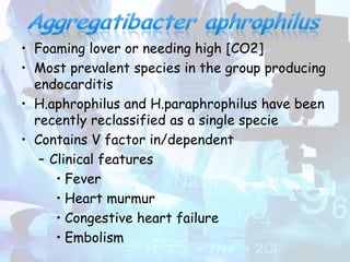 Hacek report iin bacte | PPTX