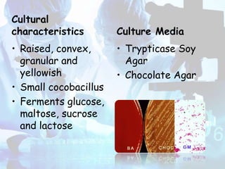 Hacek report iin bacte | PPTX