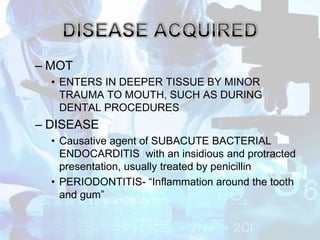 Hacek report iin bacte | PPTX