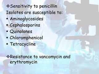 Hacek report iin bacte | PPTX