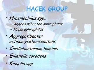 Hacek report iin bacte | PPT