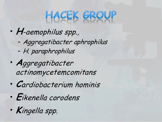 Hacek Report Iin Bacte 