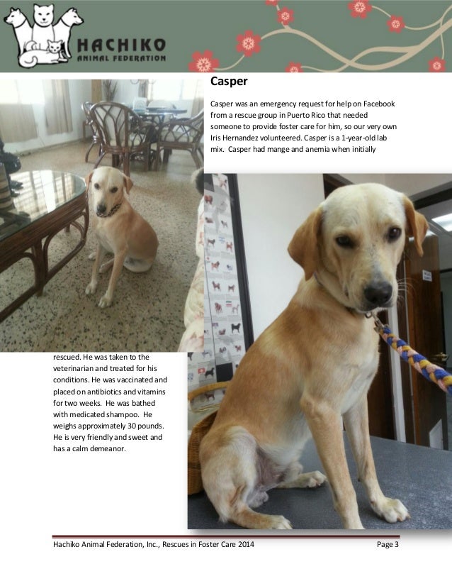 The Rescued Street Dogs (Satos) of Puerto Rico