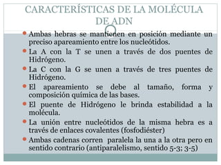 Hacia la forma del adn | PPT