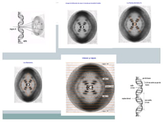 Hacia la forma del adn | PPT
