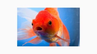 Hacking Aaway with ionic | PPT