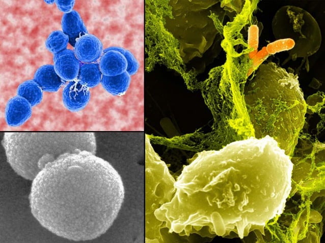 How Do Bacteria Swim? by Matt Baker | PPT