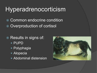 Hac presentation (14) | PPTX