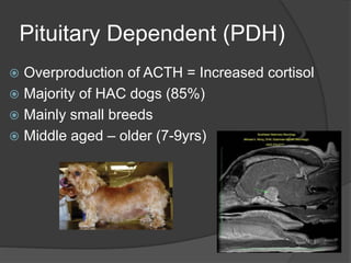 Hac presentation (14) | PPTX