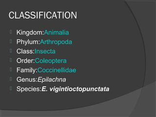 Hadda beetle | PPT