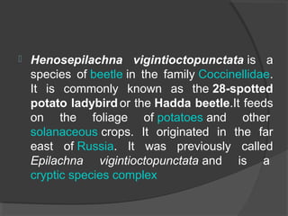 Hadda beetle | PPT