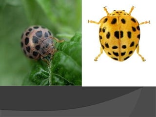 Hadda beetle | PPT