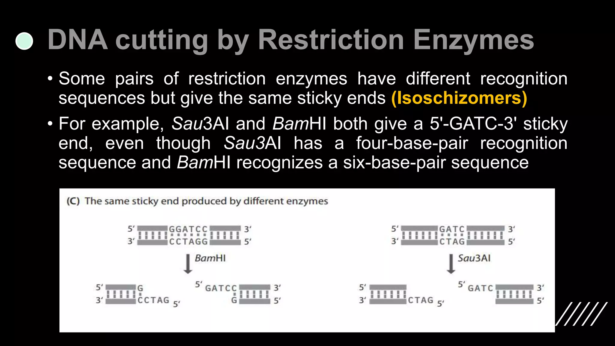 Restriction enzymes and Restricton Mapping | PPTX
