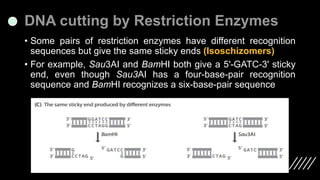 Restriction enzymes and Restricton Mapping | PPTX