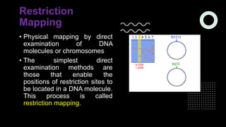 Restriction enzymes and Restricton Mapping | PPTX