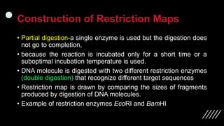 Restriction enzymes and Restricton Mapping | PPTX
