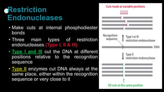 Restriction enzymes and Restricton Mapping | PPTX