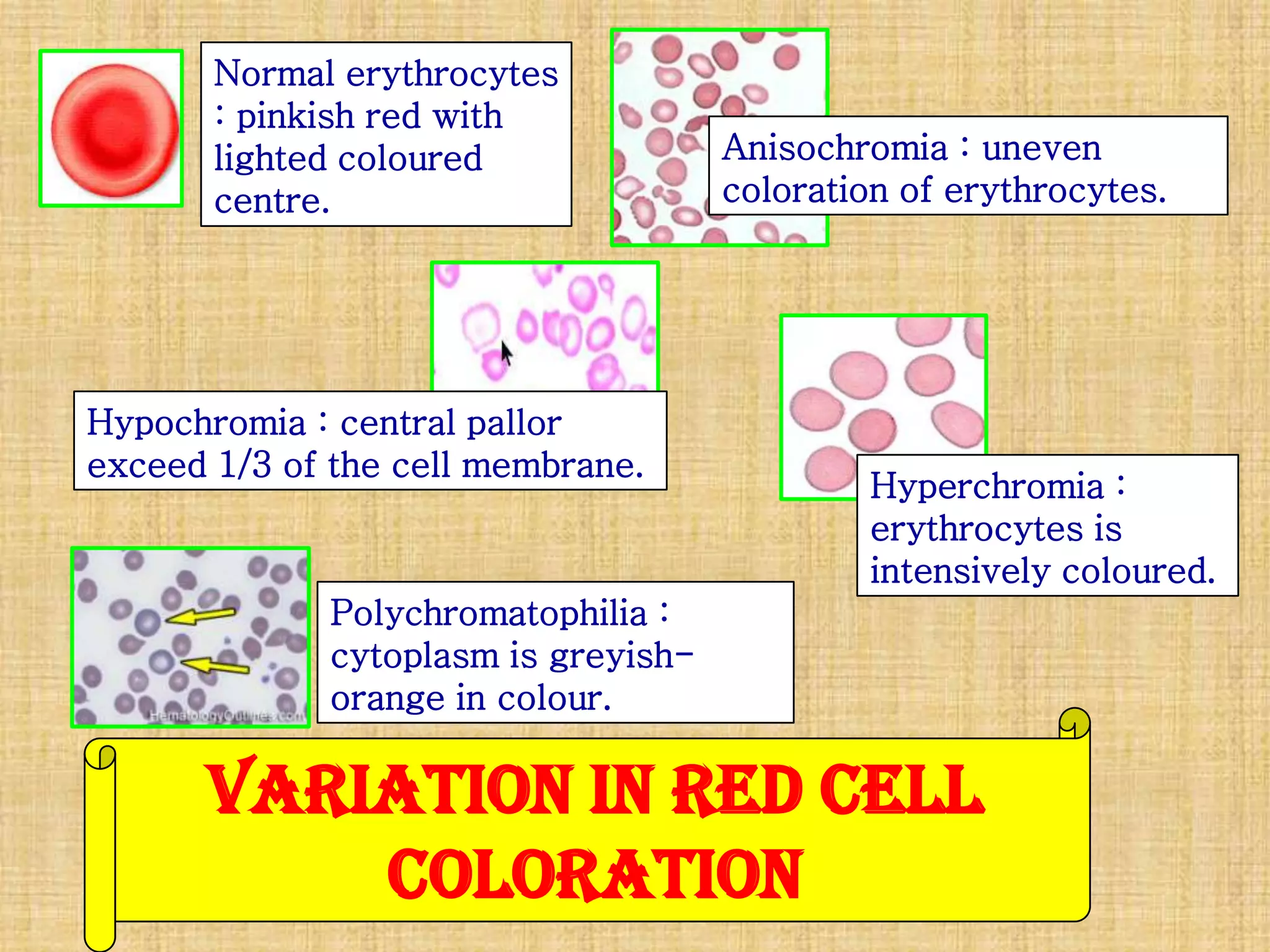 normal and abnormalities in red blood cell | PPTX