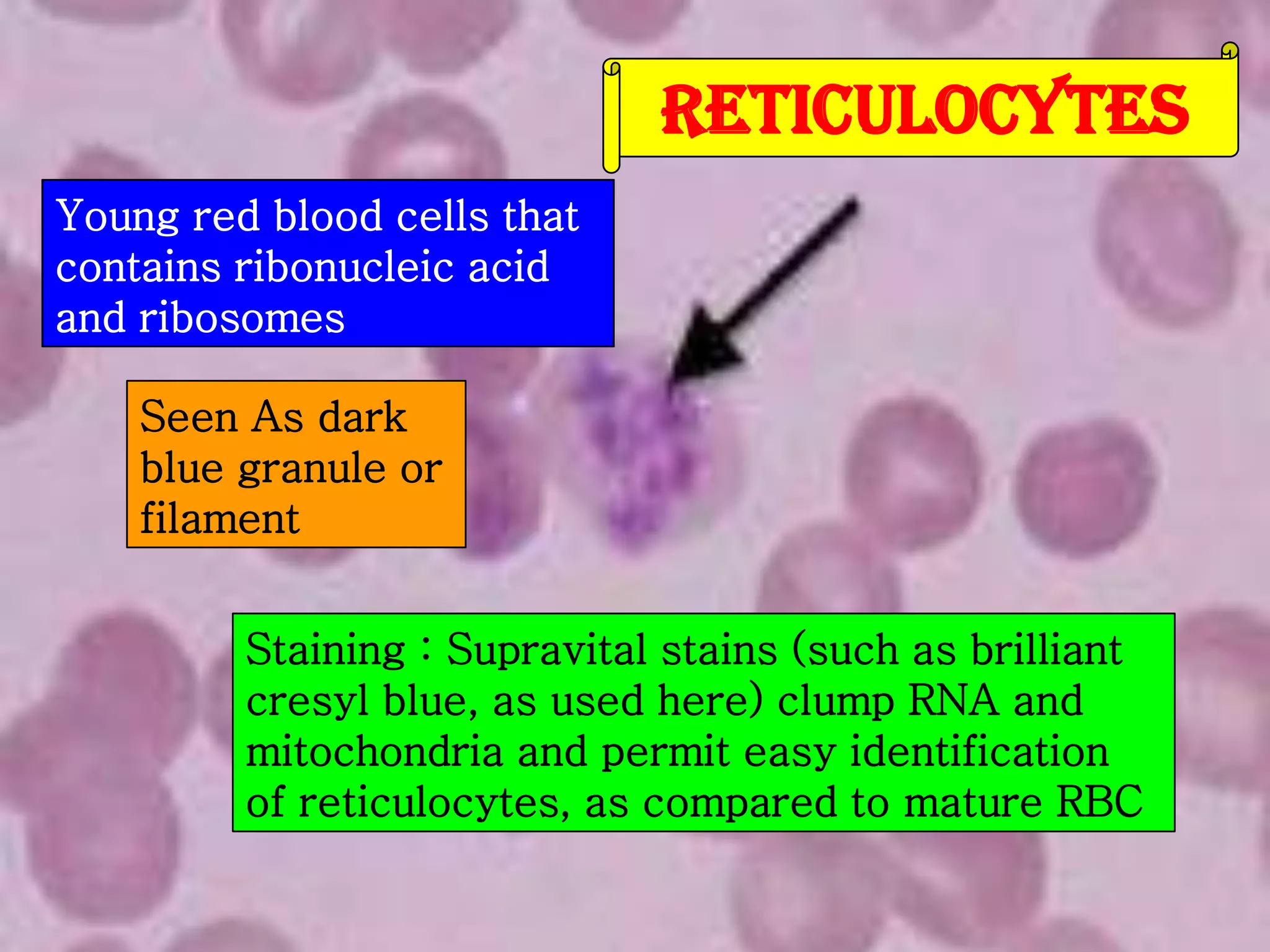 normal and abnormalities in red blood cell | PPTX