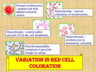 normal and abnormalities in red blood cell | PPTX