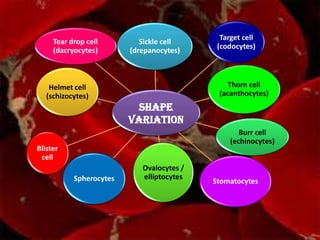 normal and abnormalities in red blood cell | PPTX