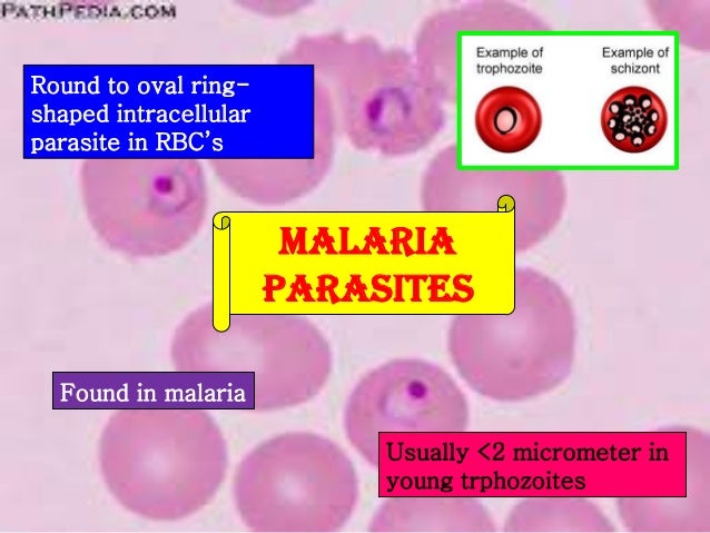 normal and abnormalities in red blood cell