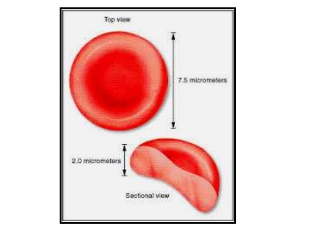 normal and abnormalities in red blood cell