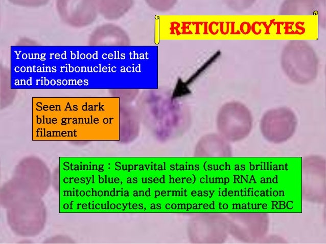 normal and abnormalities in red blood cell