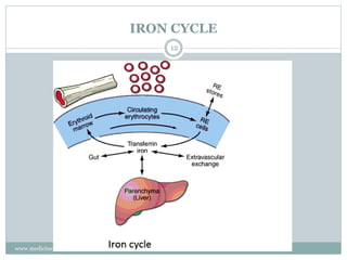 Iron metabolism | PPTX