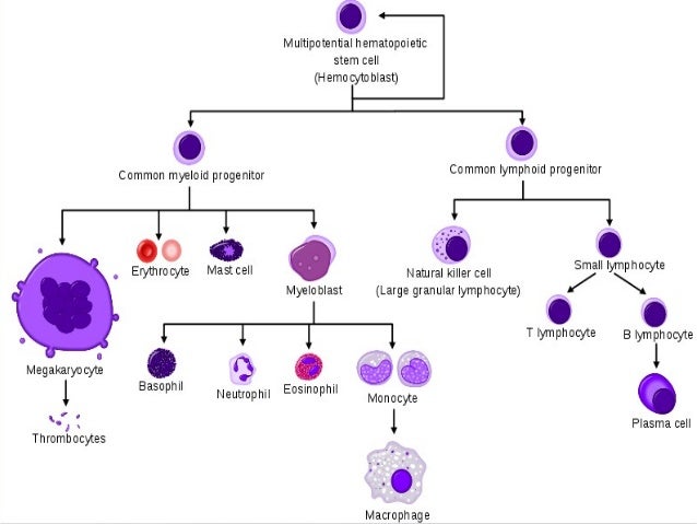 Haematological Malignancies Haematological Malignancies