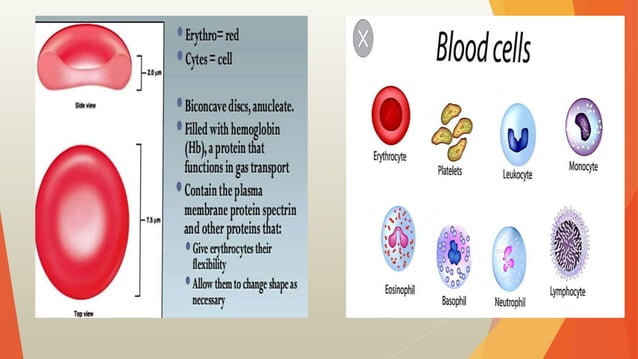 Haematology | PPT