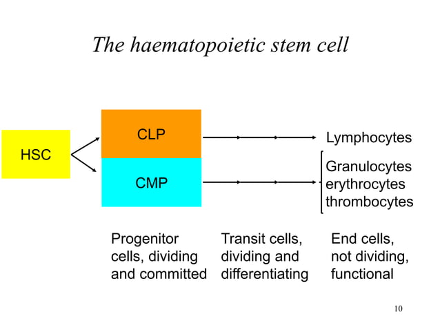 haematopoiesis.ppt