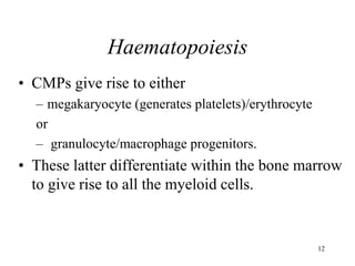 haematopoiesis.ppt