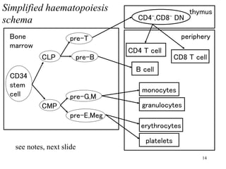 haematopoiesis.ppt