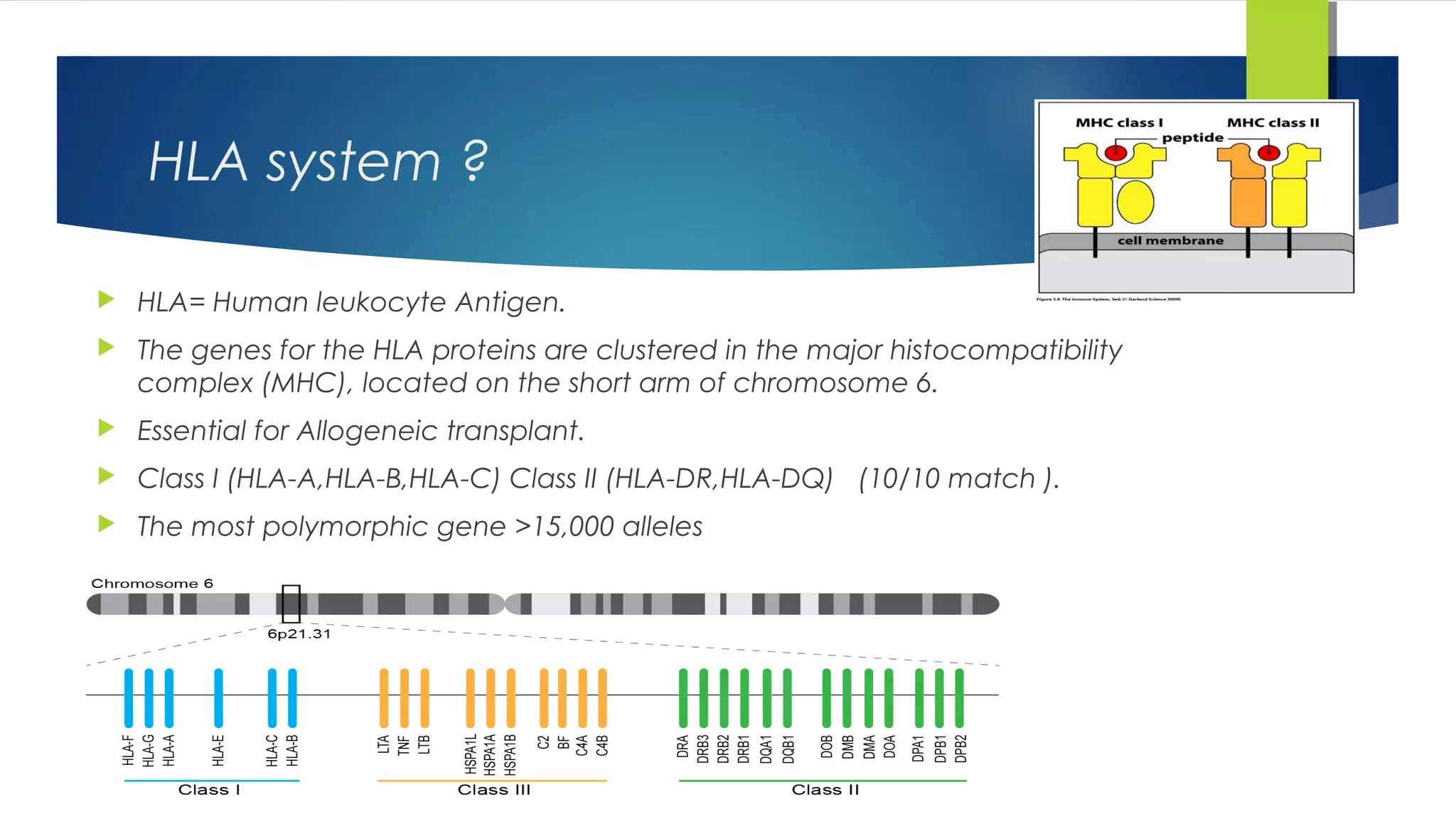 Haematopoietic stem cell transplantation | PPT