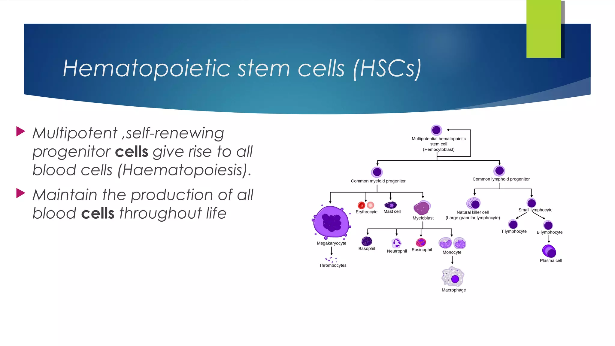 Haematopoietic stem cell transplantation | PPT
