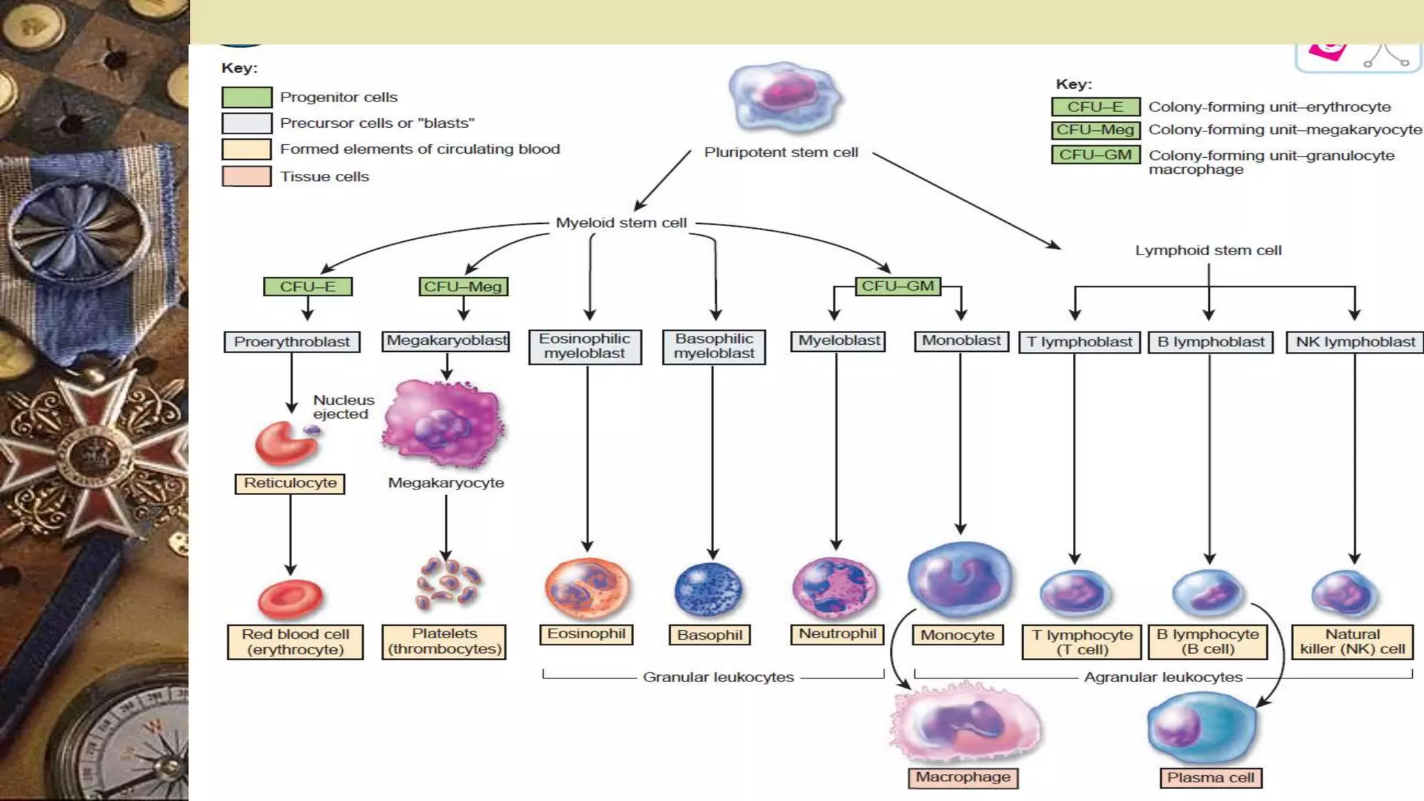 Haematotoxicity & Local Toxicity.pptx