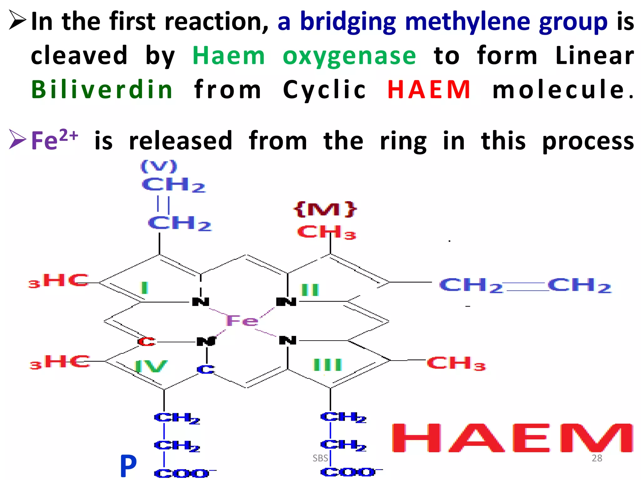 Haem metabolism SBS 2018 | PPTX | Blood Disorders | Diseases and Conditions