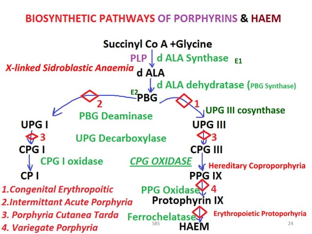Haem metabolism SBS 2018 | PPTX | Blood Disorders | Diseases and Conditions