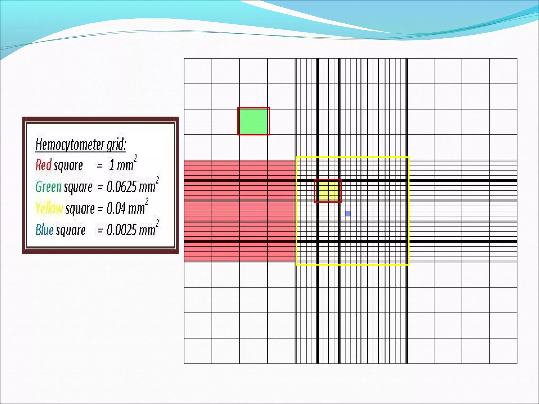 Haemocytometer | PPT