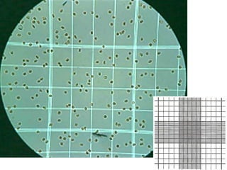Manual Cells Counting With Hemocytometer/Improved Neubauer, 52% OFF