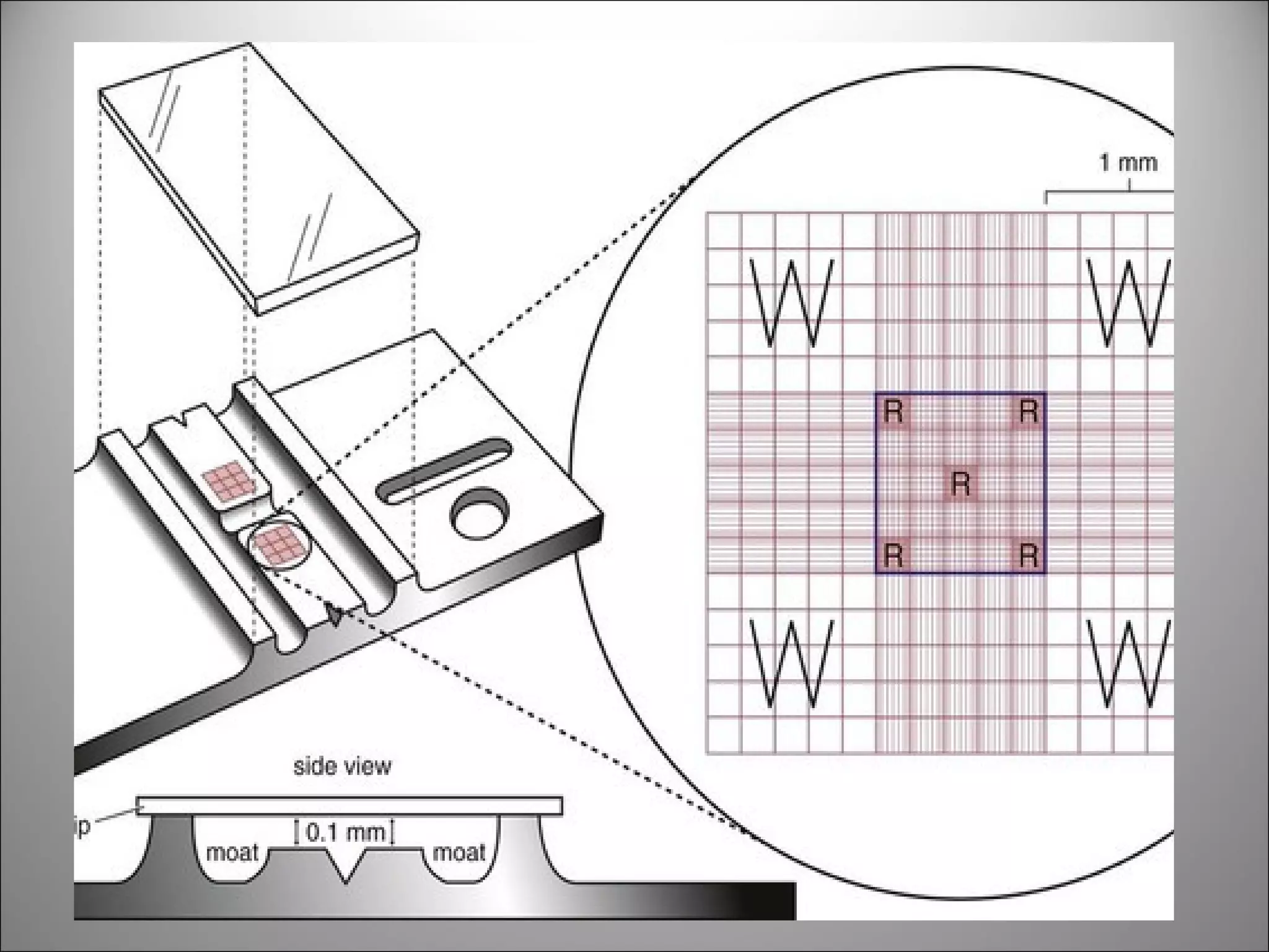 Haemocytometer lectuer | PPT