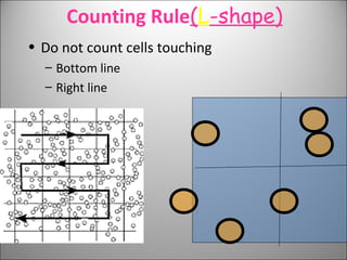 Neubauer Chamber: Types, Design, Parts, And Procedure For, 57% OFF