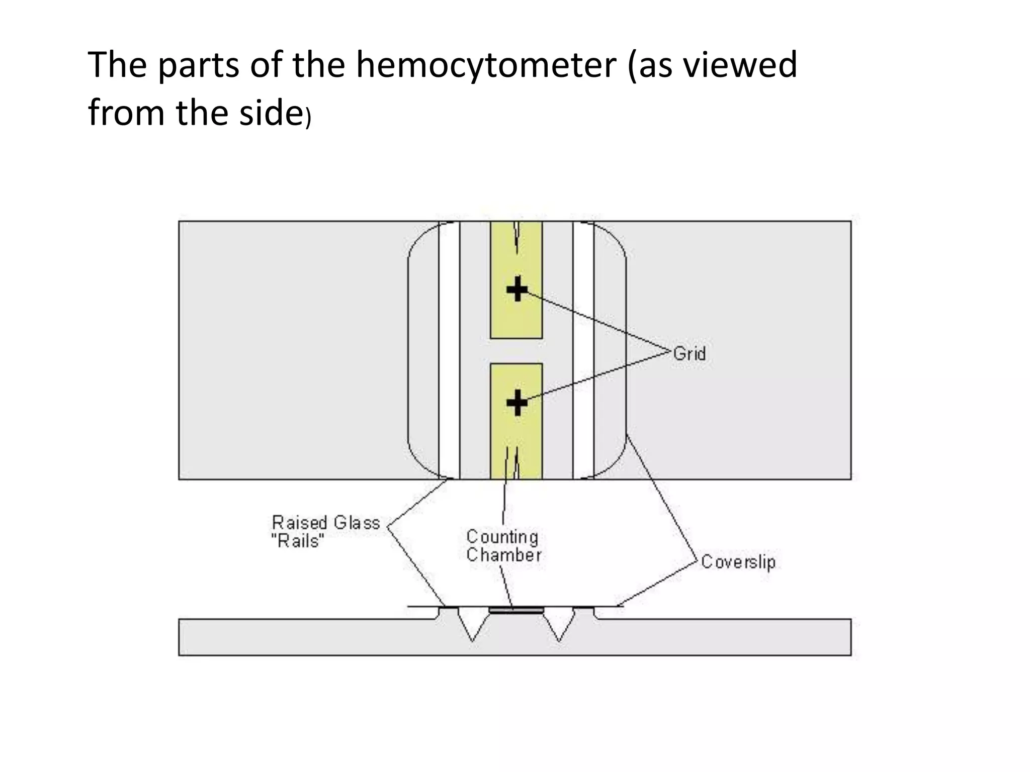Haemocytometer ppt animal cell culture | PPTX