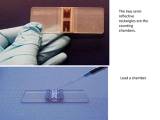 Haemocytometer ppt animal cell culture | PPTX