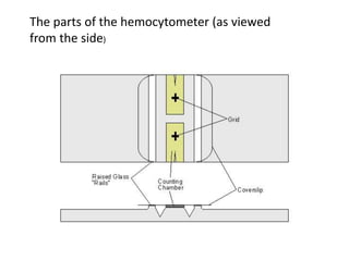 Haemocytometer ppt animal cell culture | PPTX